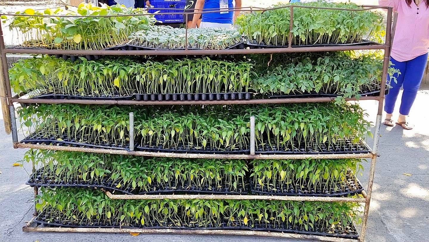 Provincial gov’t encourages Kapampangans to plant at home - iOrbit News ...