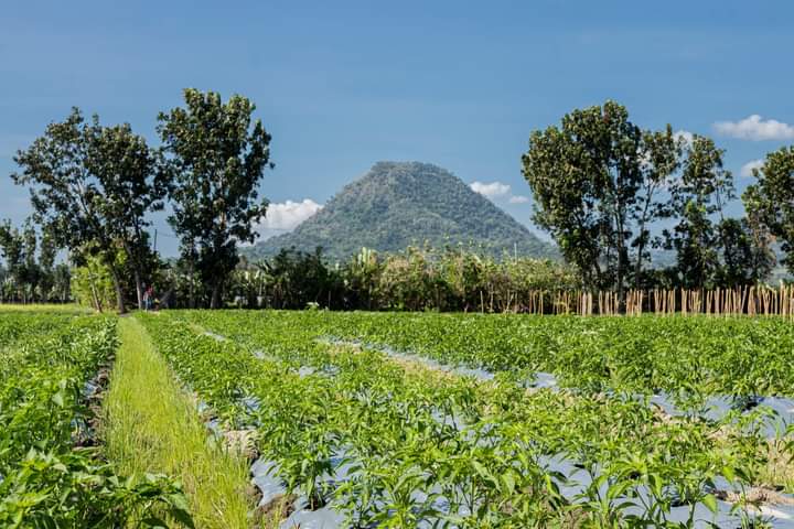 Modern precision farming gamit sa 10 model farms sa Dinalupihan ...