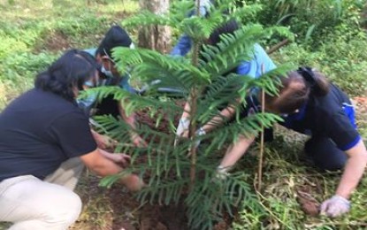 Baguio to plant 10K pine seedlings - iOrbit News Online
