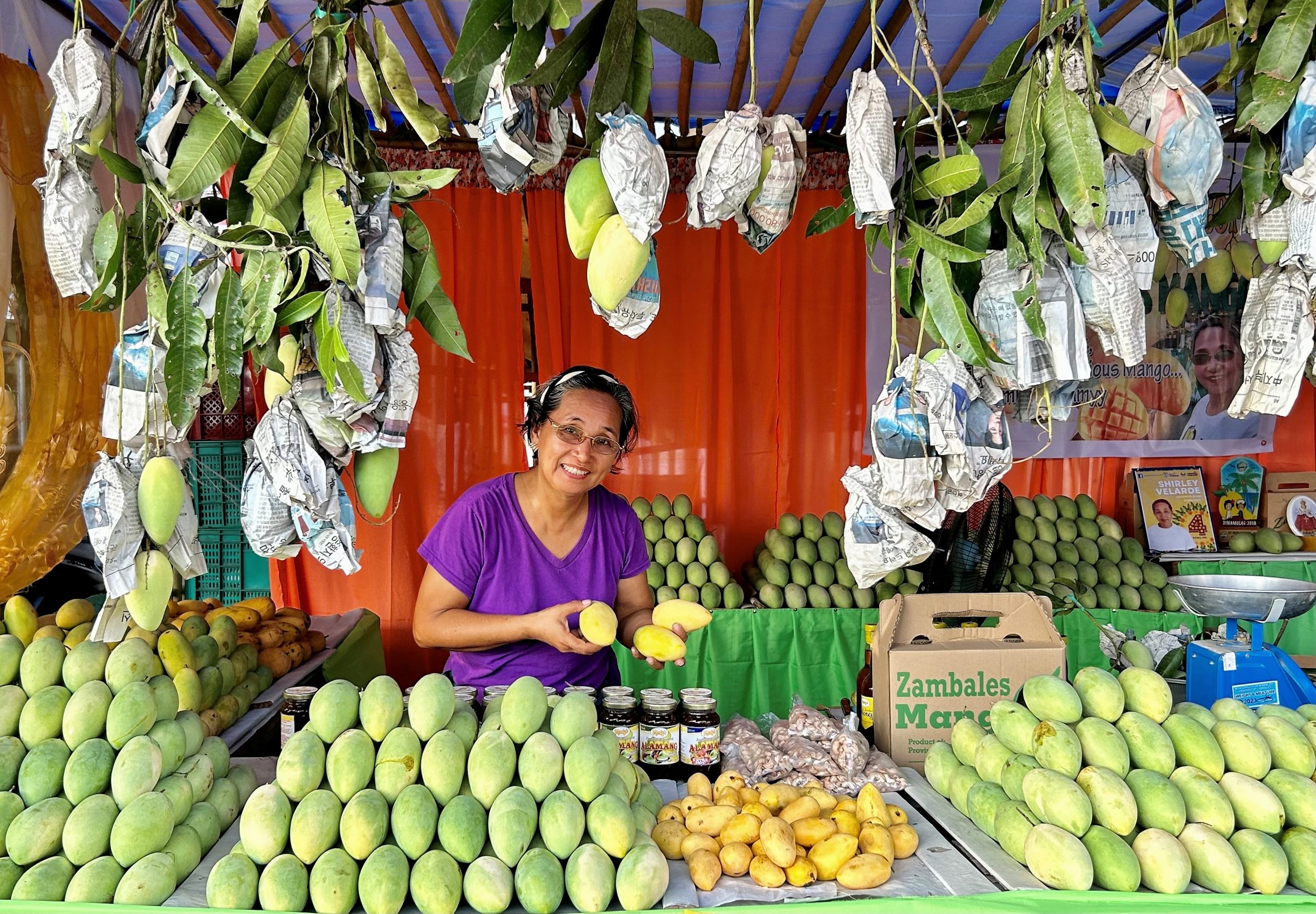 Zambales sets P50-M for ‘Green Mango Valley’ project - iOrbit News Online