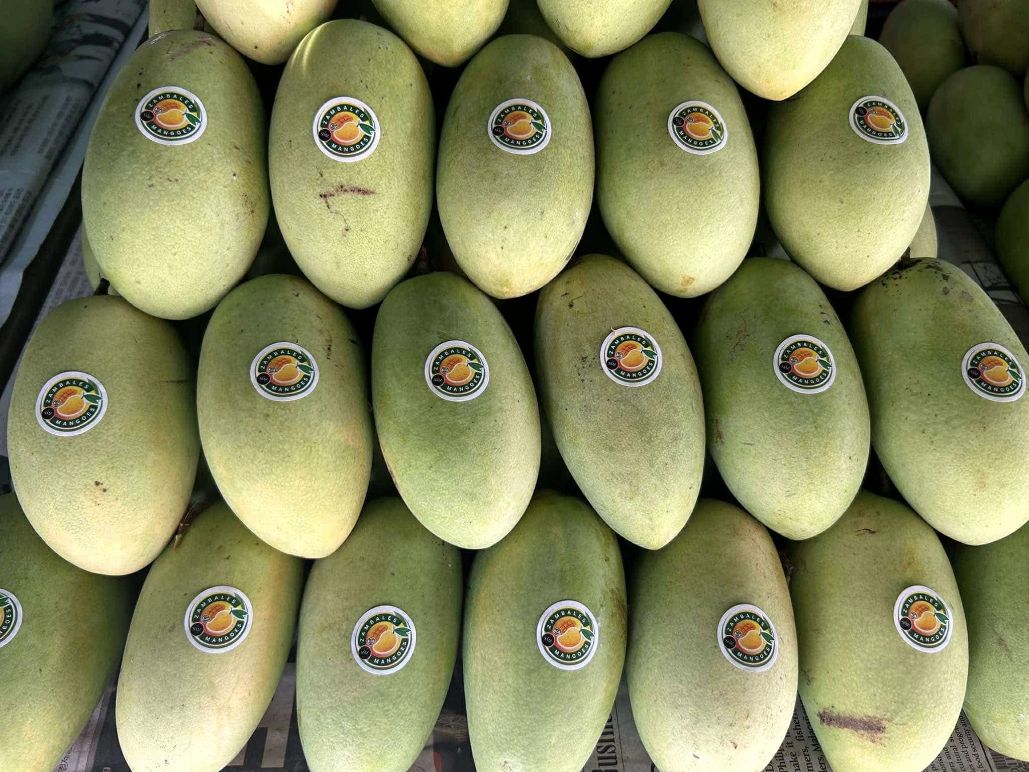Zambales boosts mango farming modernization - iOrbit News Online