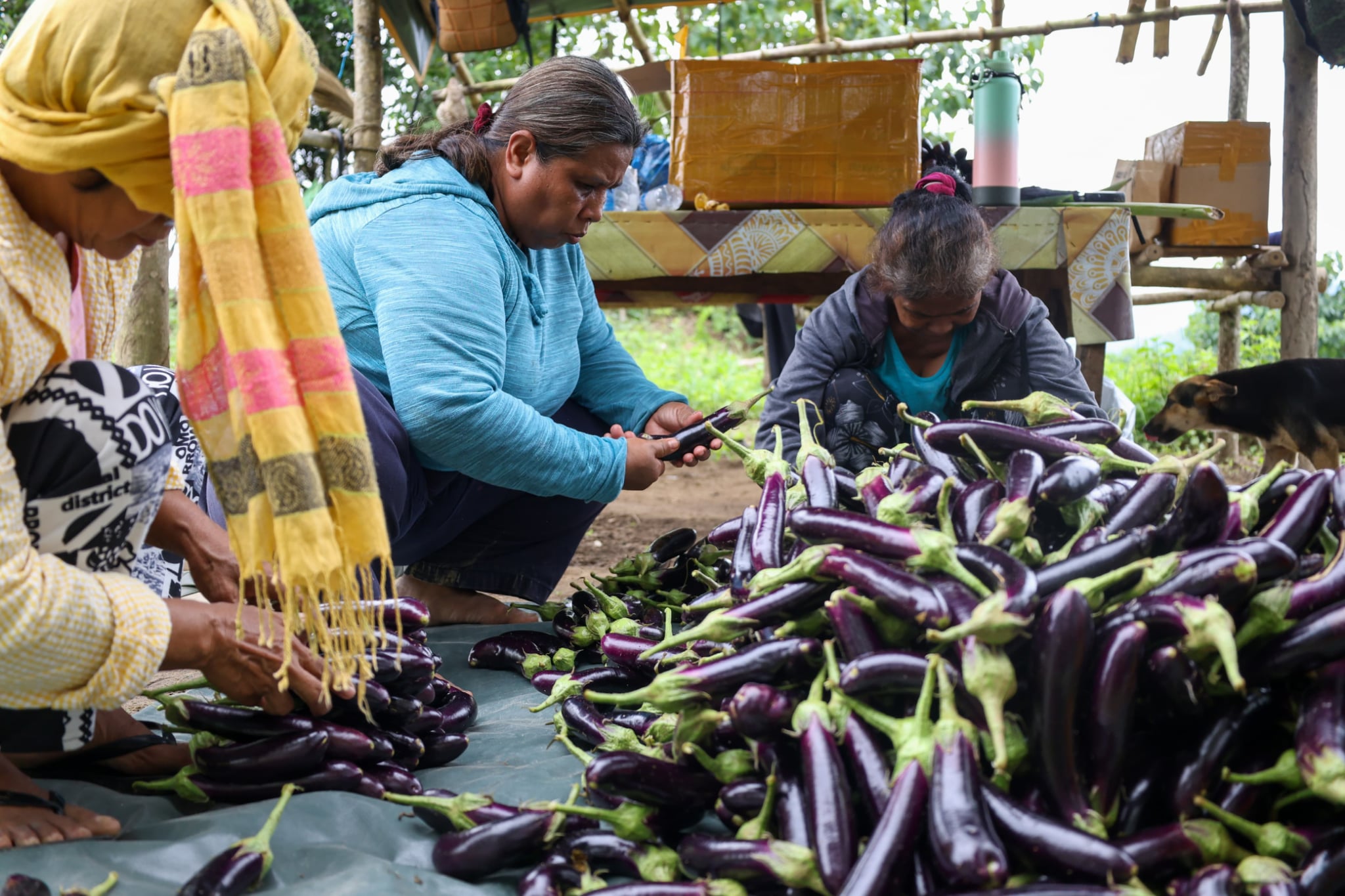 BCDA upskills indigenous farmers thru botanical center in New Clark ...