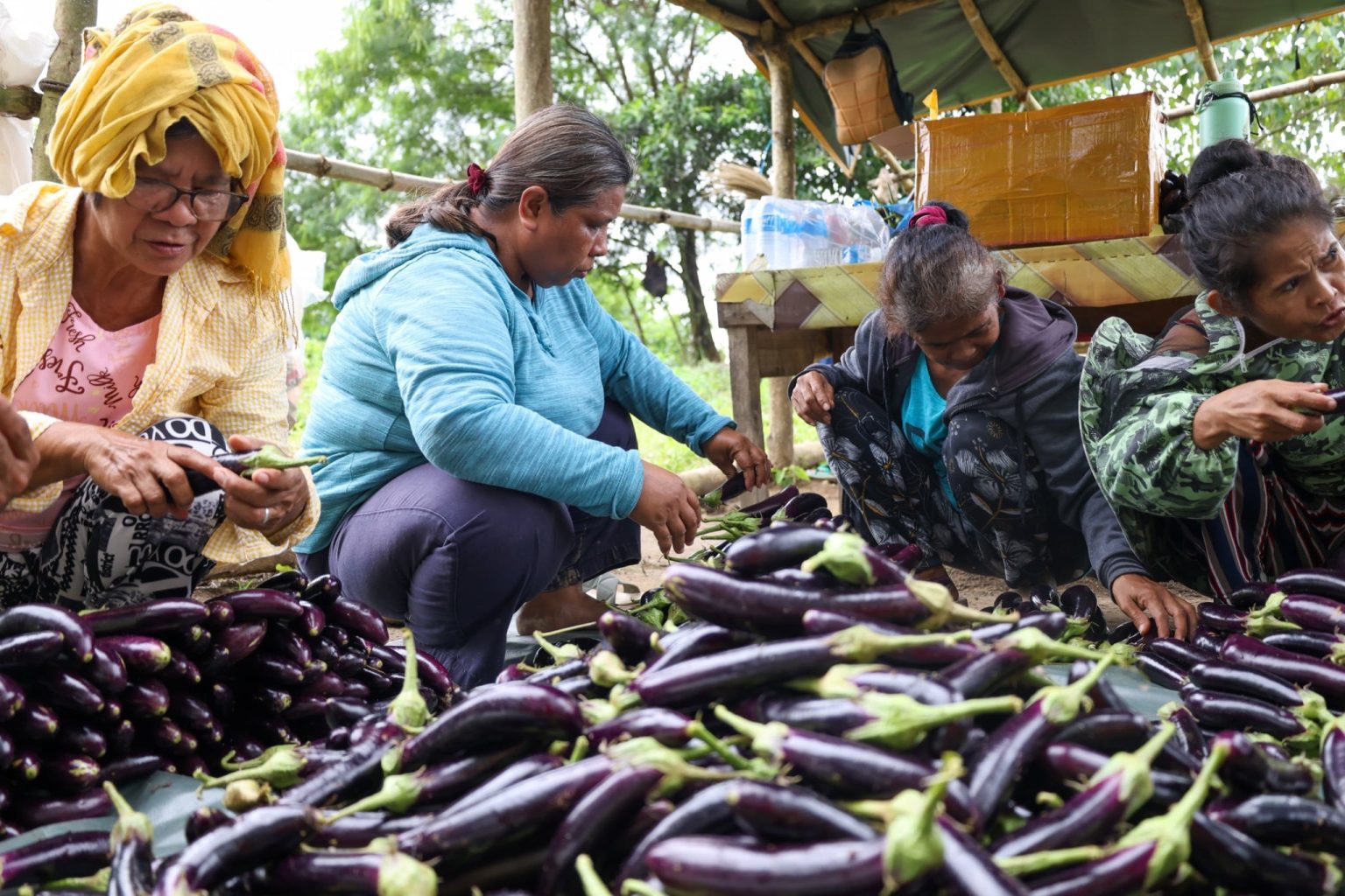 BCDA upskills indigenous farmers through Ayta Ethno Botanical Center in ...